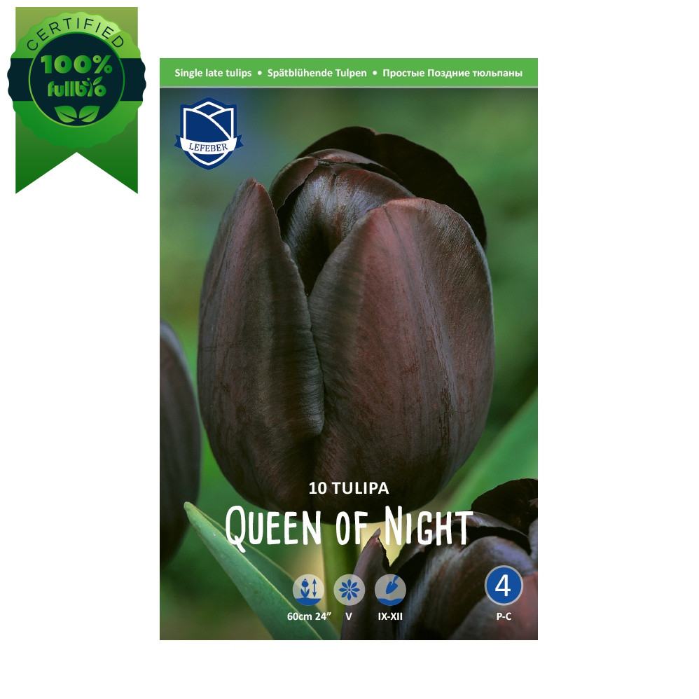 Tulipan Queen of Night (10) - FullBio.si