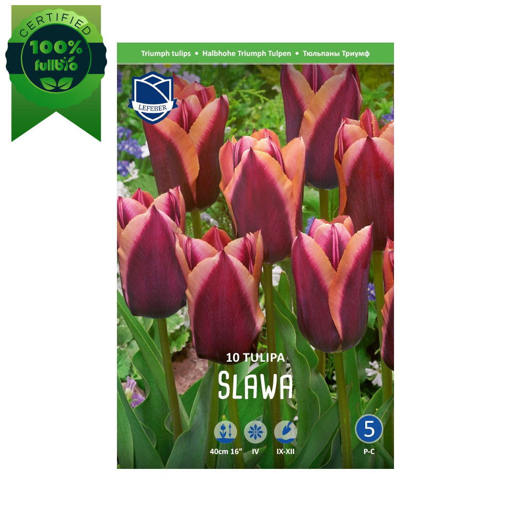 Tulipan Slawa (10) - FullBio.si
